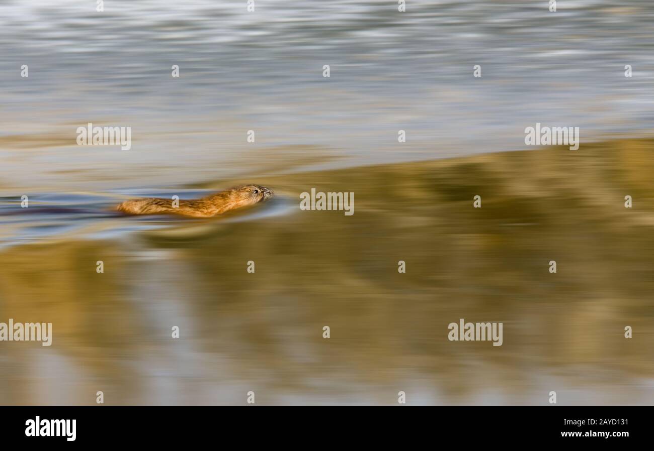 Musk Rat on Northern River Stock Photo - Alamy