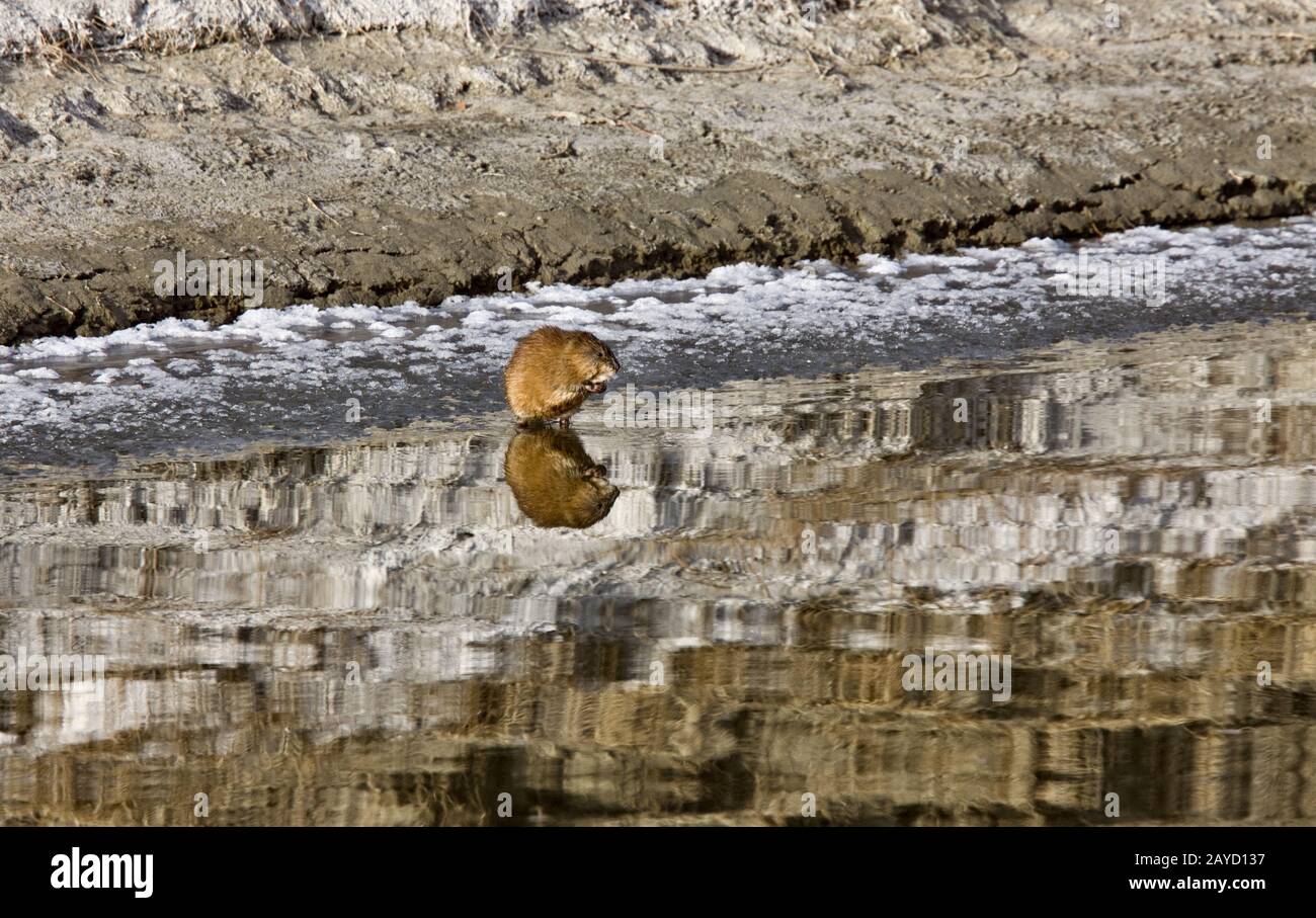 Brown rat by river hi-res stock photography and images - Alamy