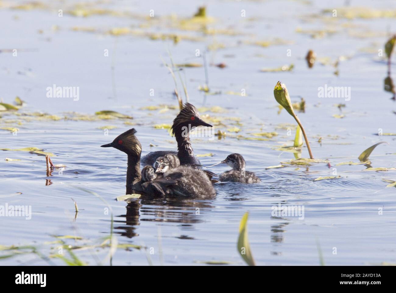 Grebe babies hi-res stock photography and images - Alamy