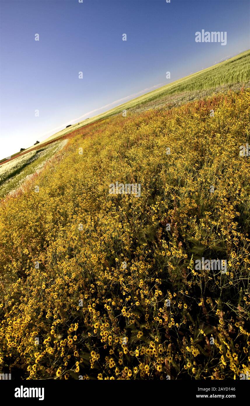 Prairie weed hi-res stock photography and images - Alamy