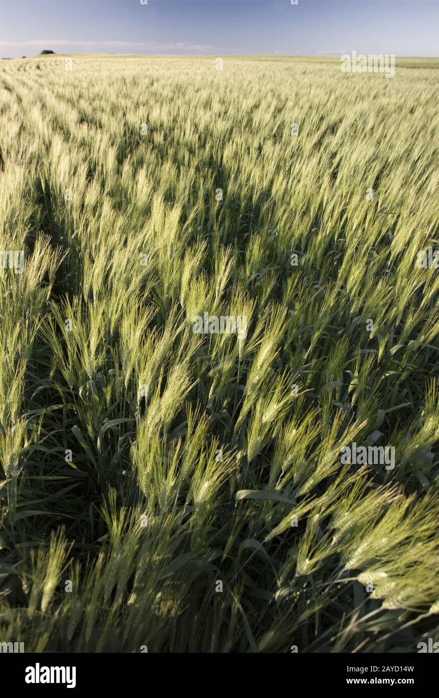 Prairie Crop with weeds Stock Photo - Alamy