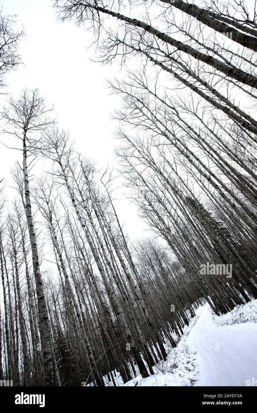 Aspen Trees Canada Stock Photo - Alamy
