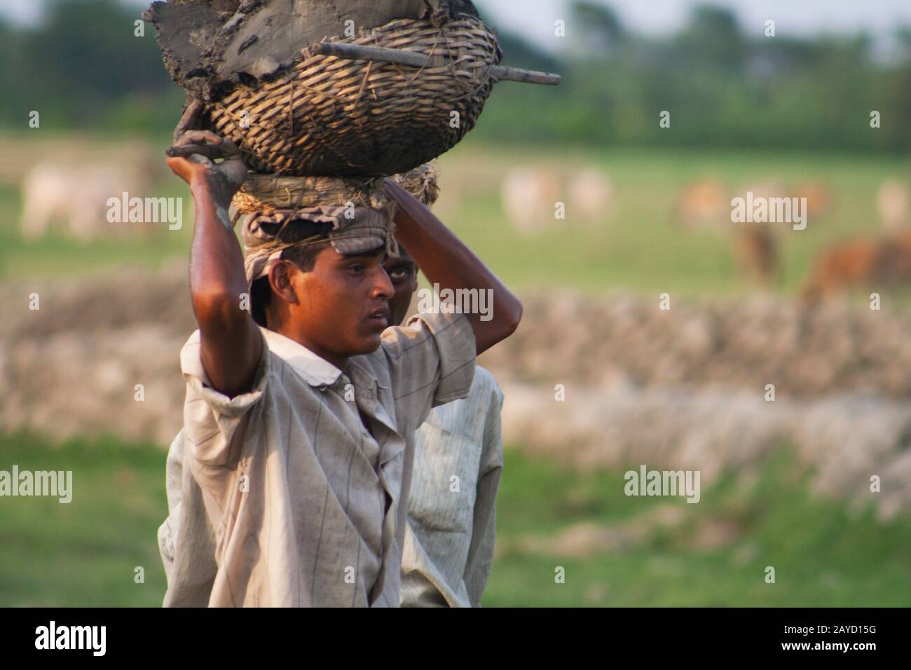 Bangladeshi farmland cattle hi-res stock photography and images - Alamy