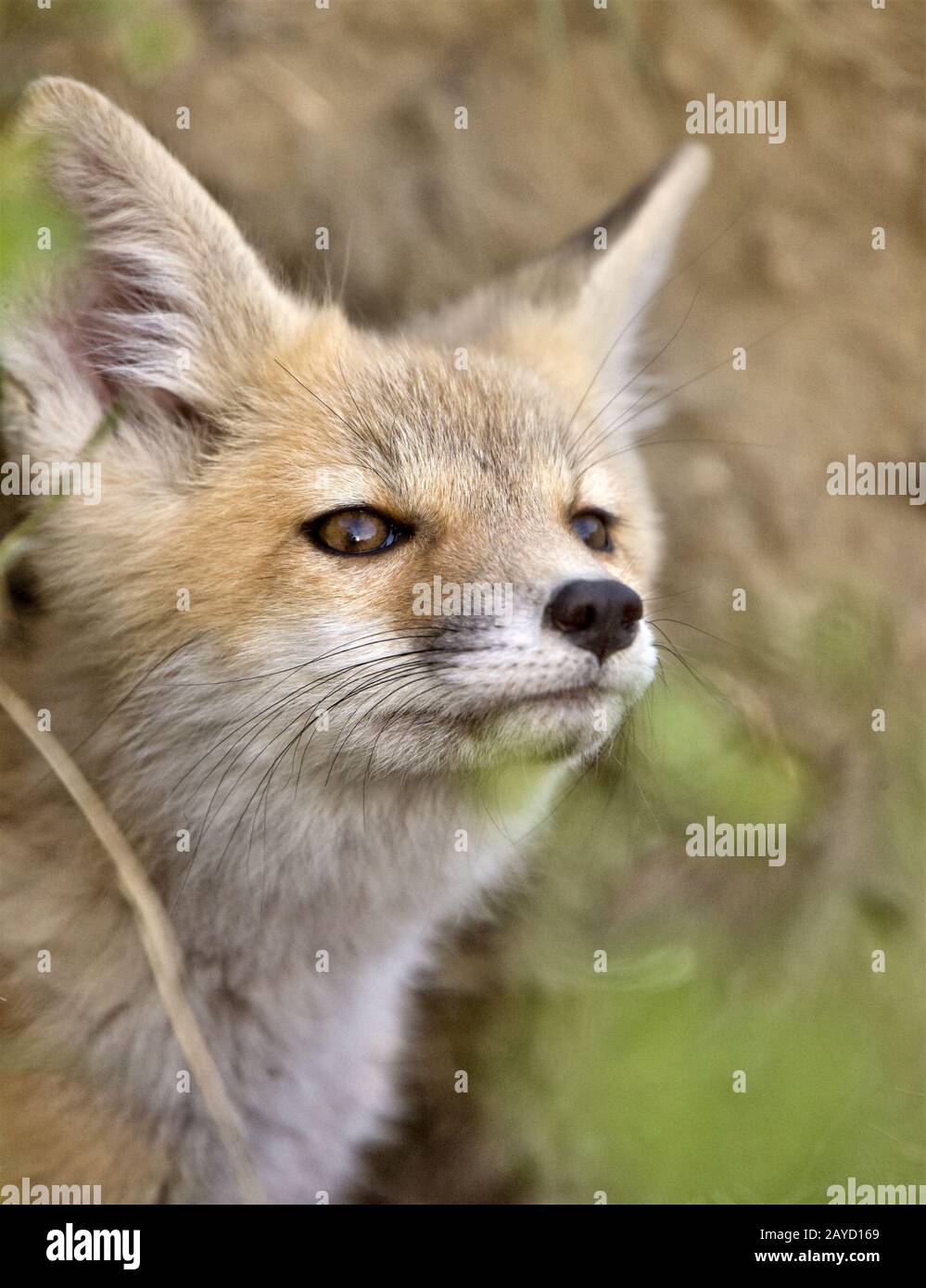 Young Fox Kit Stock Photo - Alamy