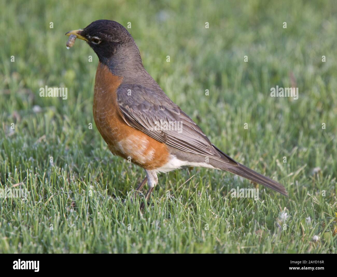 Red Robin on Lawn Stock Photo - Alamy