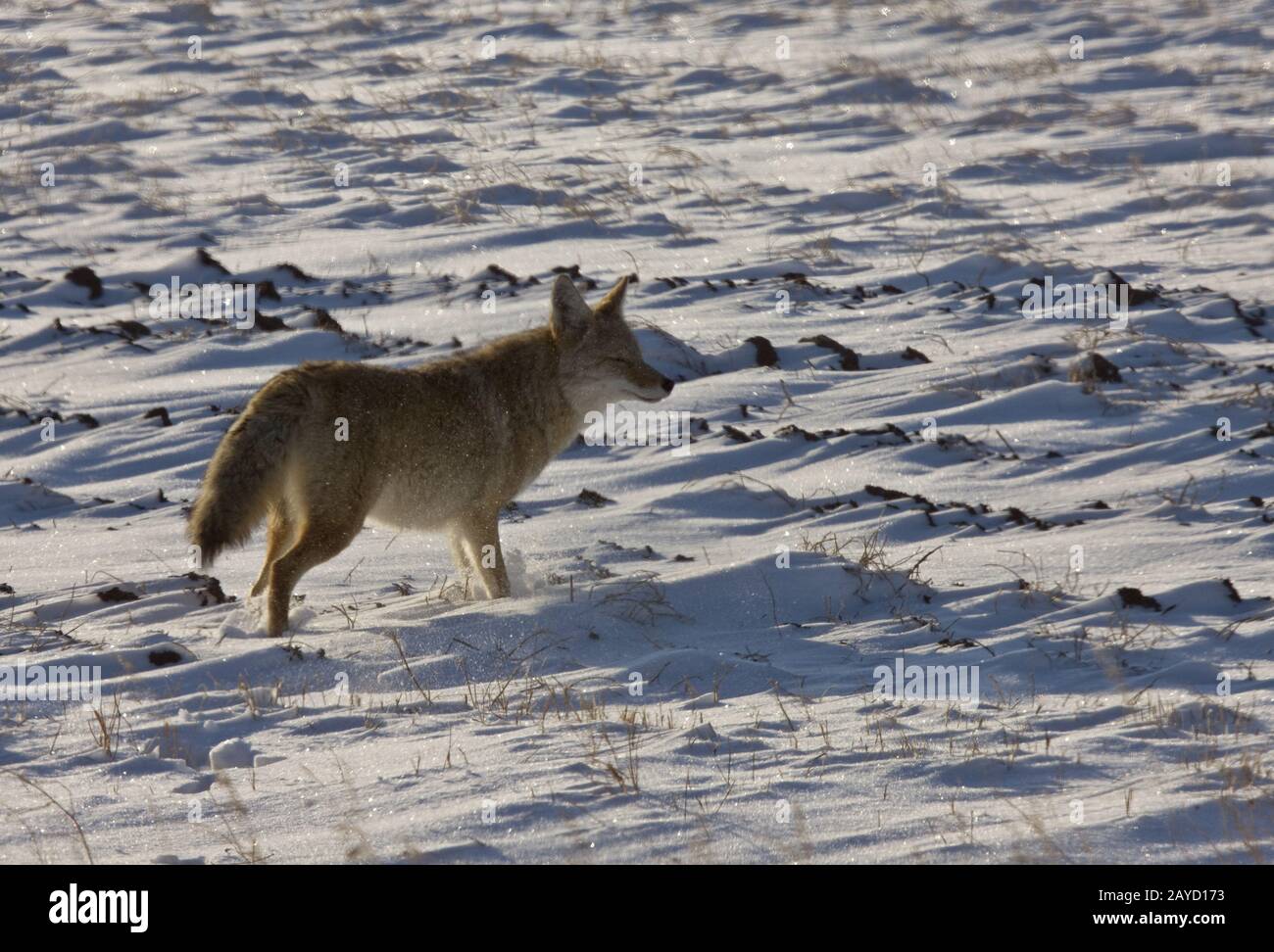 Coyote eyes hi-res stock photography and images - Alamy