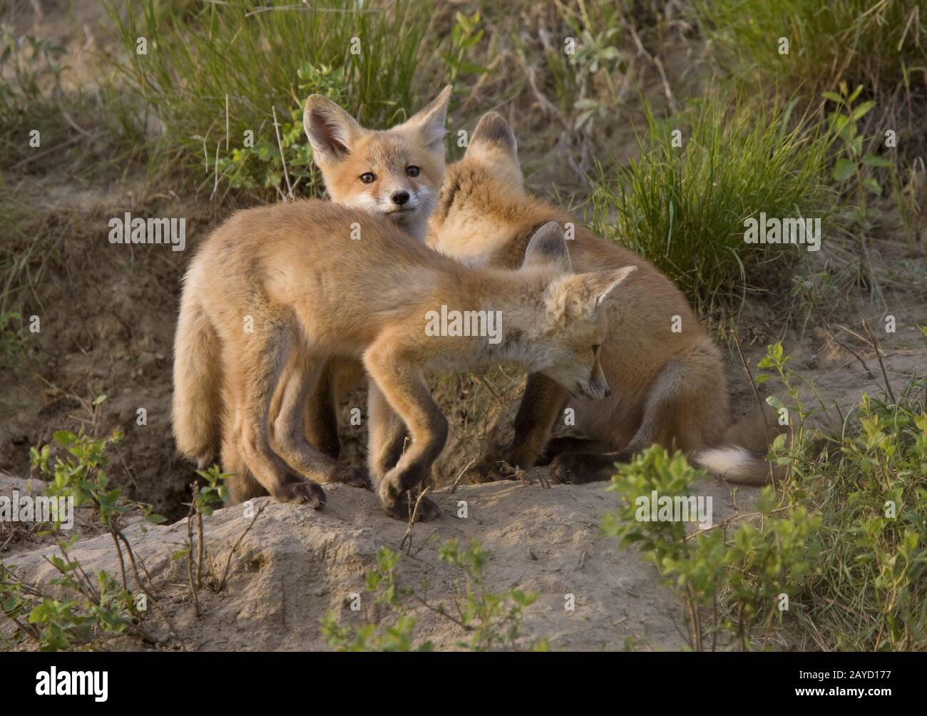 Young Fox Kit Stock Photo - Alamy