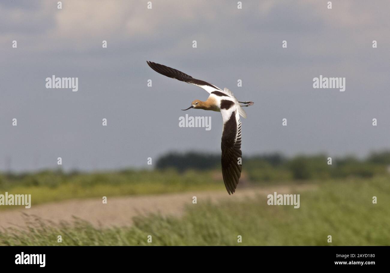 Avocet in Saskatchewan Canada in flight Stock Photo - Alamy