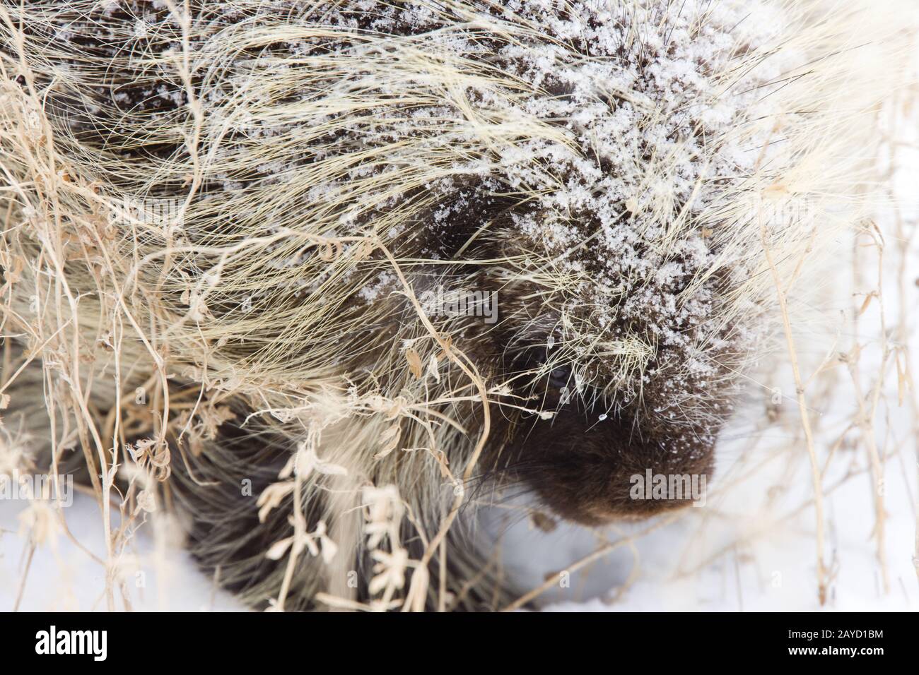 Porcupine in Winter Stock Photo - Alamy
