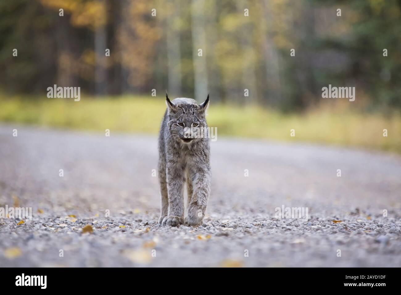 Mountain lynx hi-res stock photography and images - Alamy