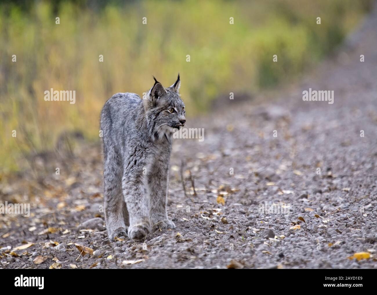 Rocky Mountain Lynx Stock Photo - Alamy