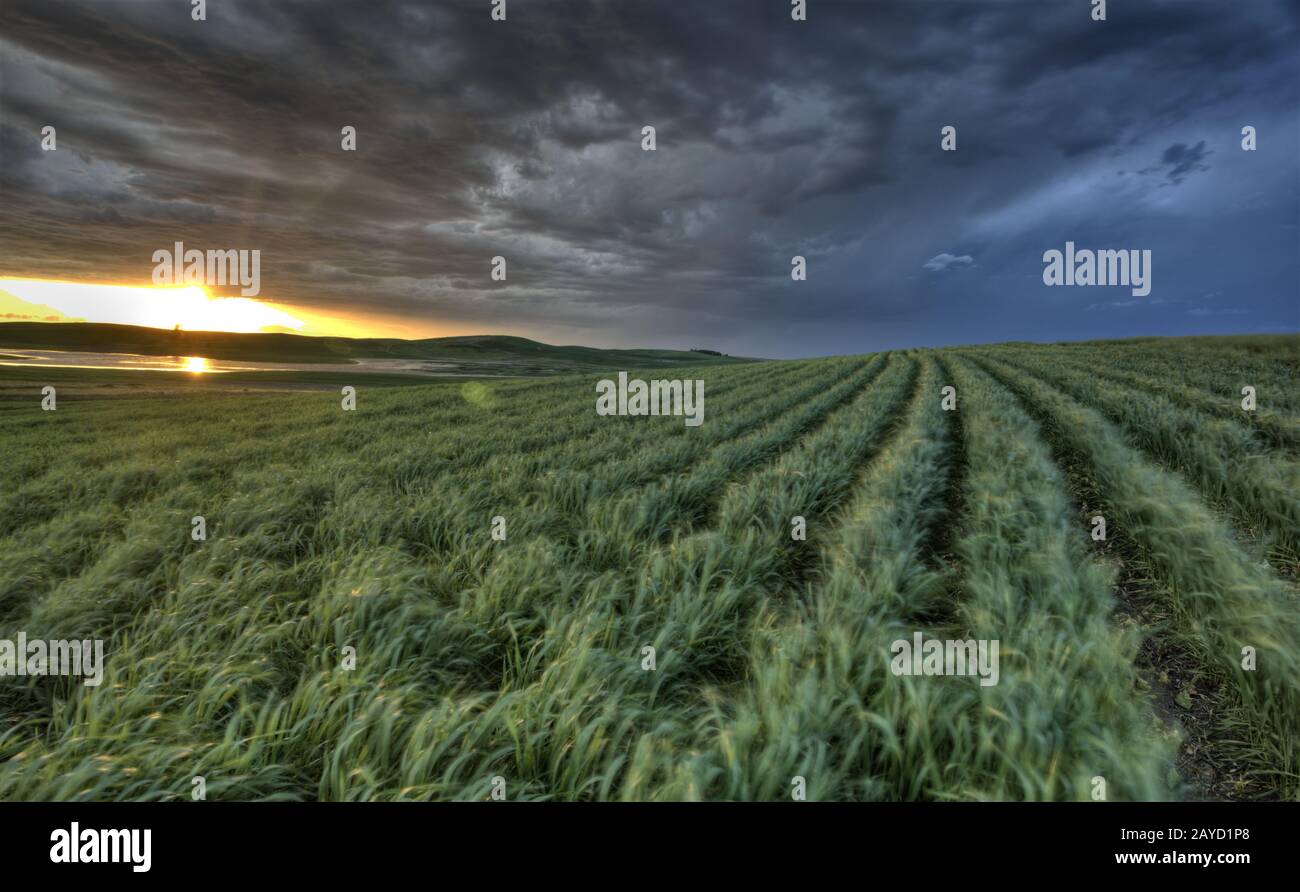 Newly planted crop Stock Photo - Alamy