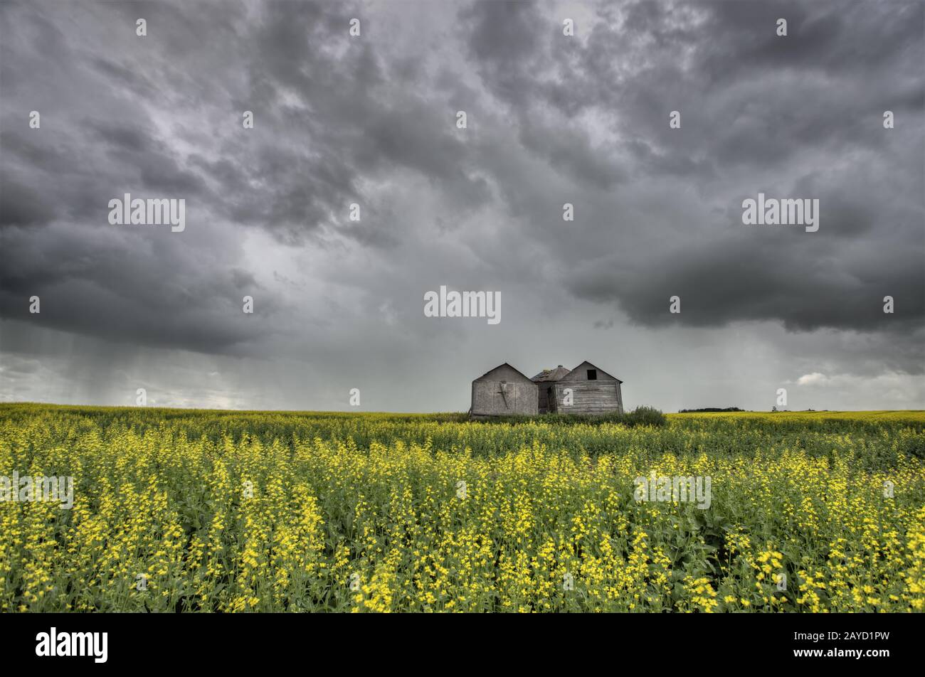 Canola crop hi-res stock photography and images - Alamy