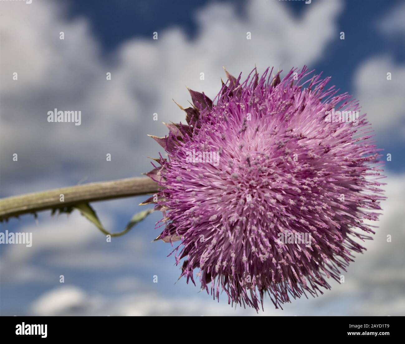 Russian Thistle Flower