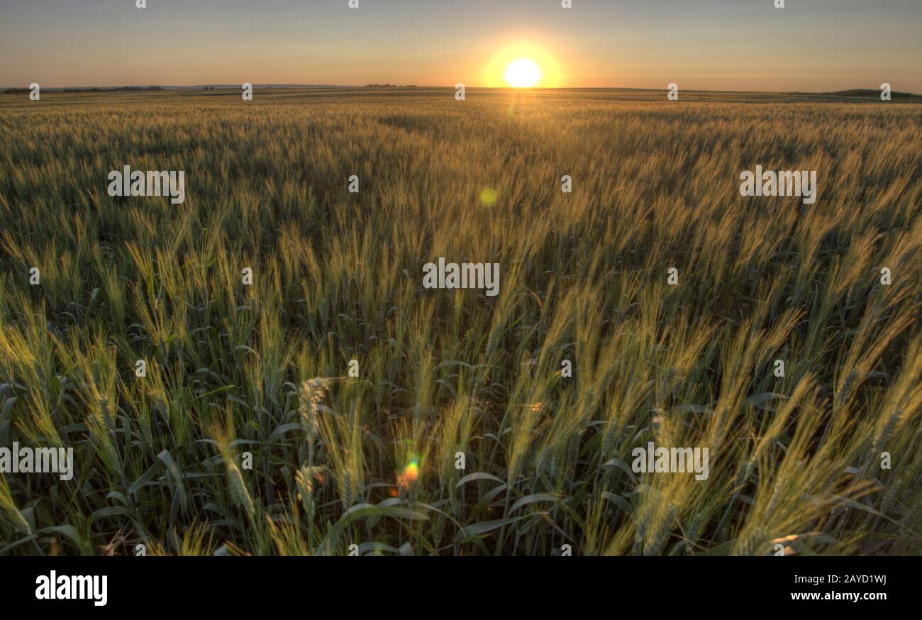 Crop sunset hi-res stock photography and images - Alamy