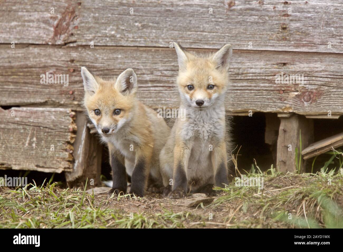 Fox kits hi-res stock photography and images - Alamy