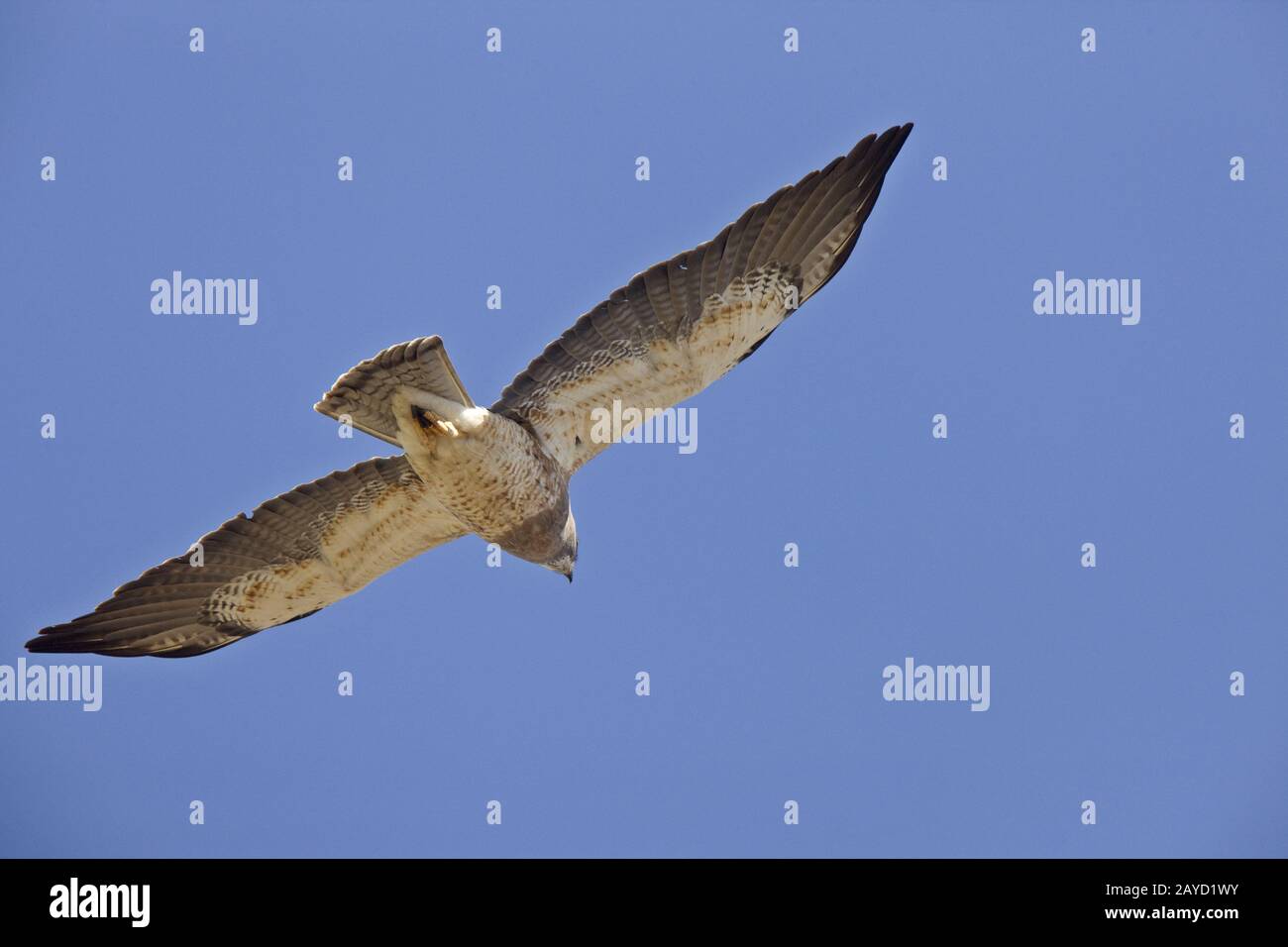 Hawk feet hi-res stock photography and images - Alamy