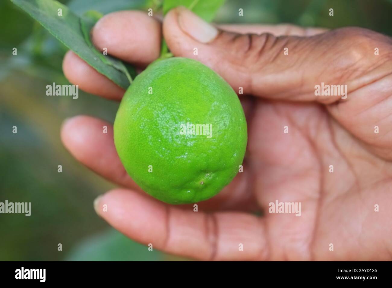 young green lemon growing in garden with human holding hand , concept ...