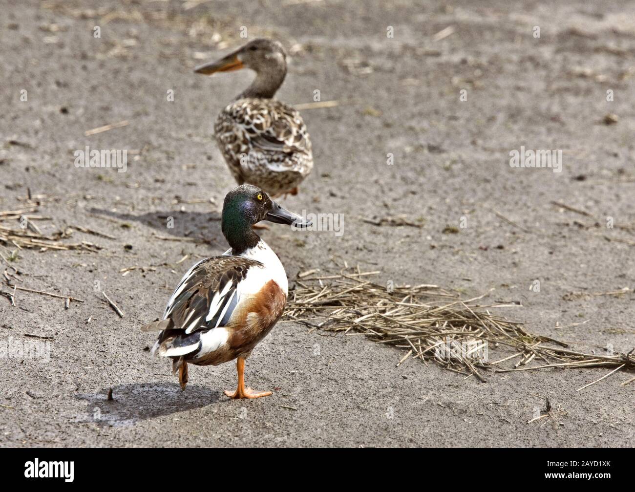 Shovel duck bill hi-res stock photography and images - Alamy