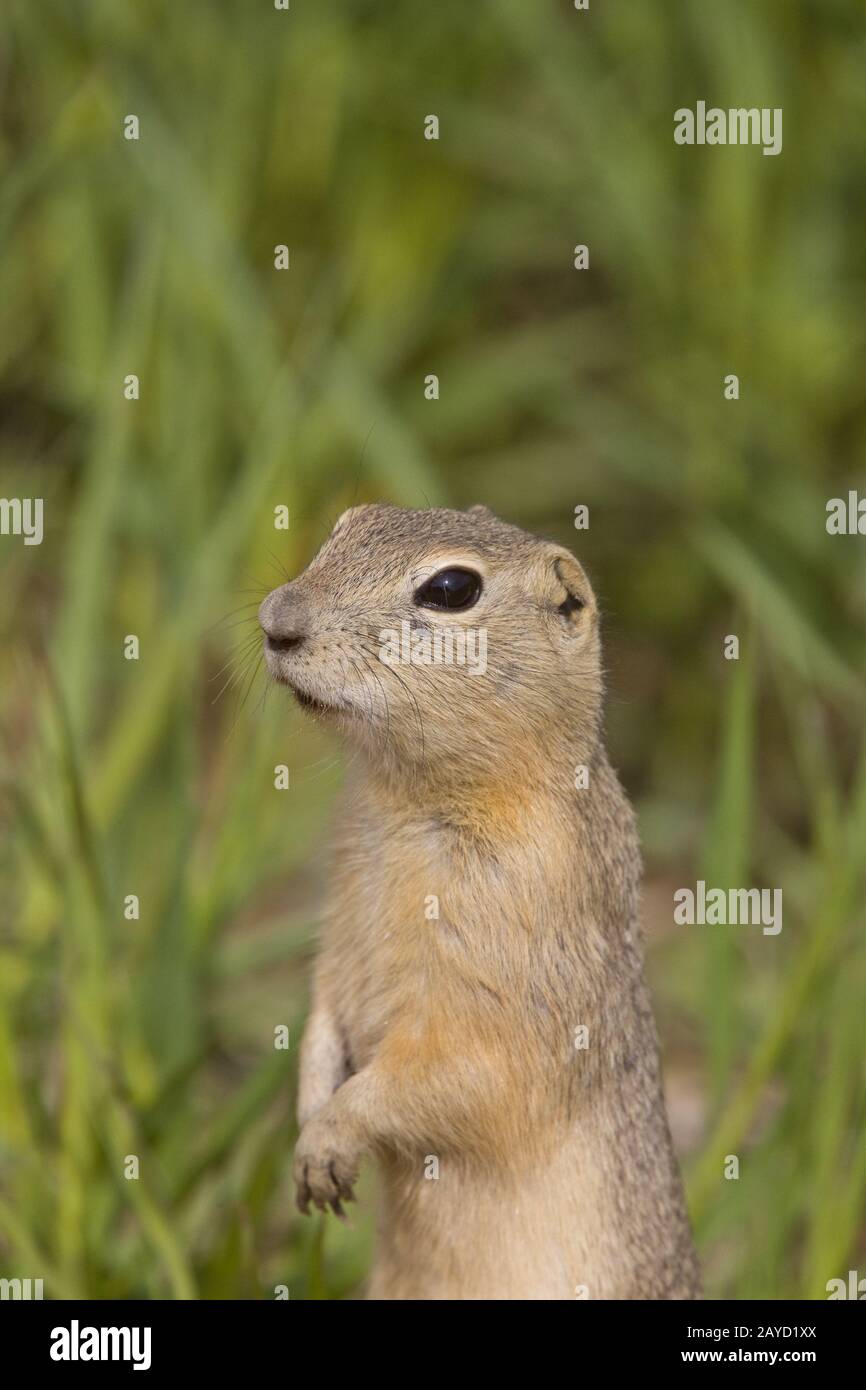 Full body squirrel hi-res stock photography and images - Alamy