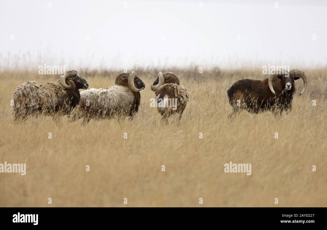 European big horn sheep Stock Photo - Alamy