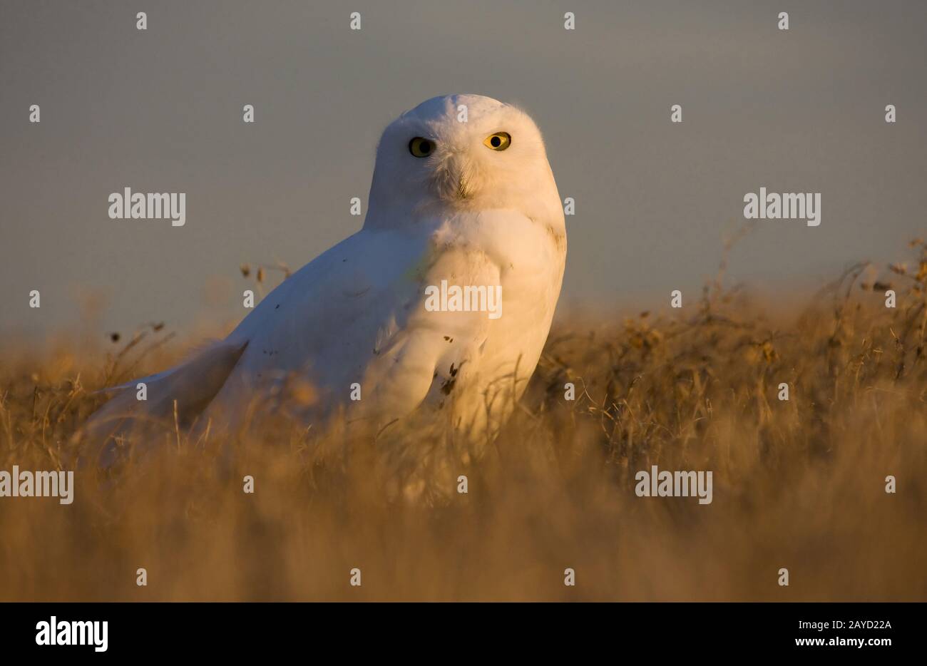 Owl at sunset hi-res stock photography and images - Alamy