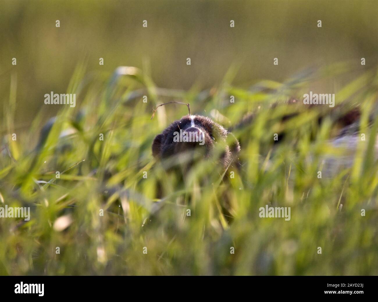 Skunk den hi-res stock photography and images - Alamy