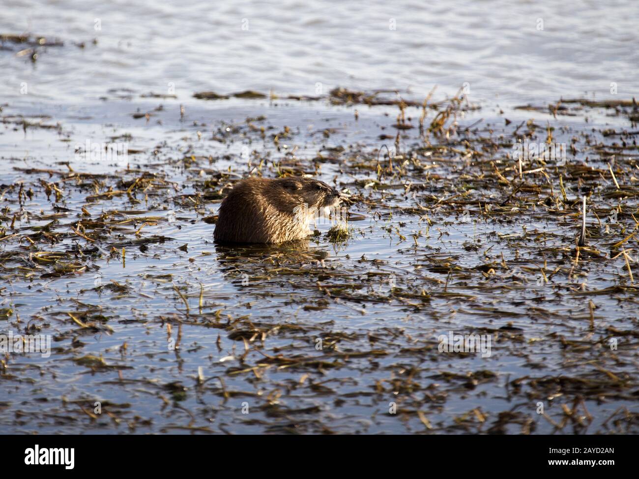 Marsh rat hi-res stock photography and images - Alamy
