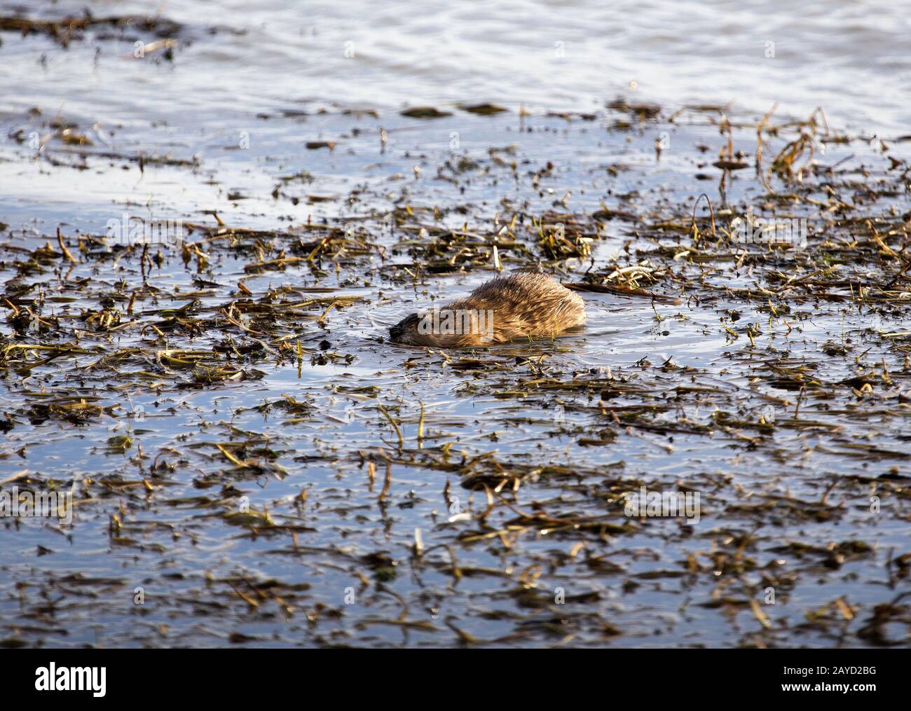 Marsh rat hi-res stock photography and images - Alamy