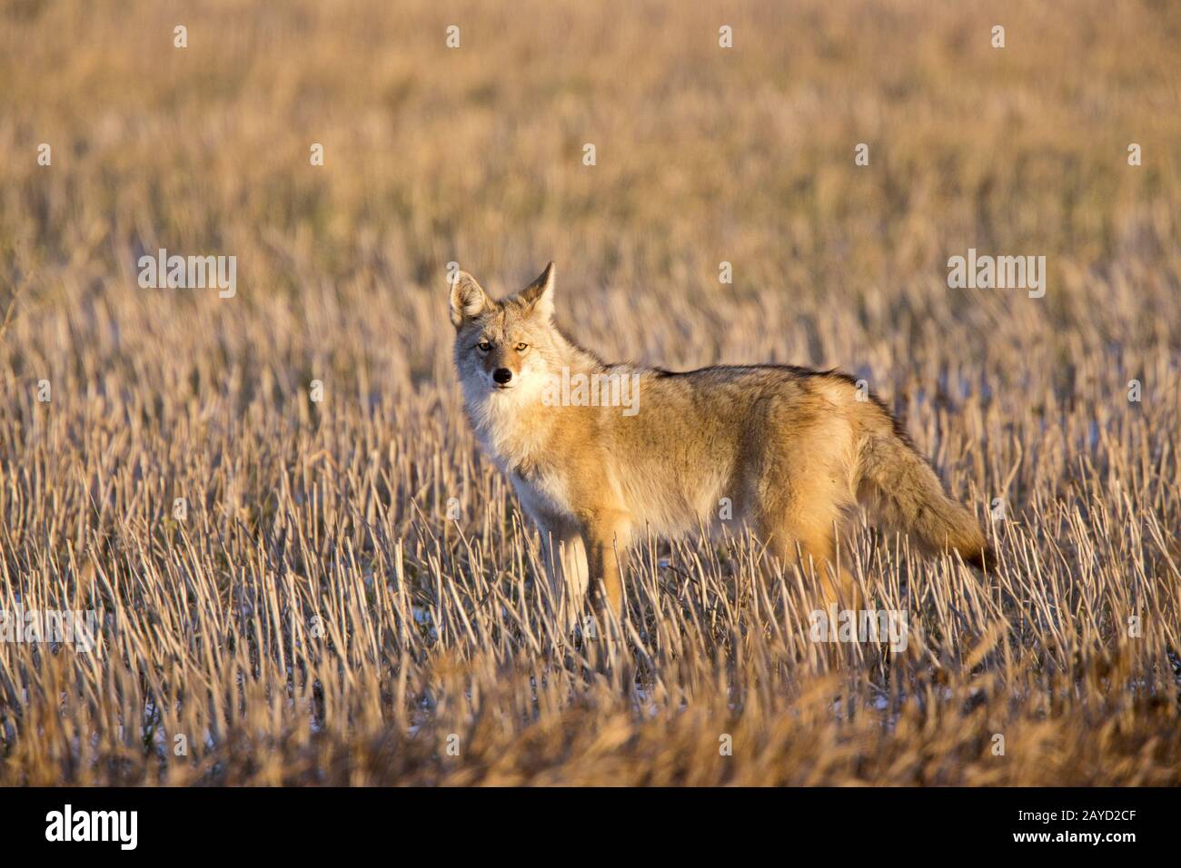 Coyote in Stubble field Stock Photo - Alamy