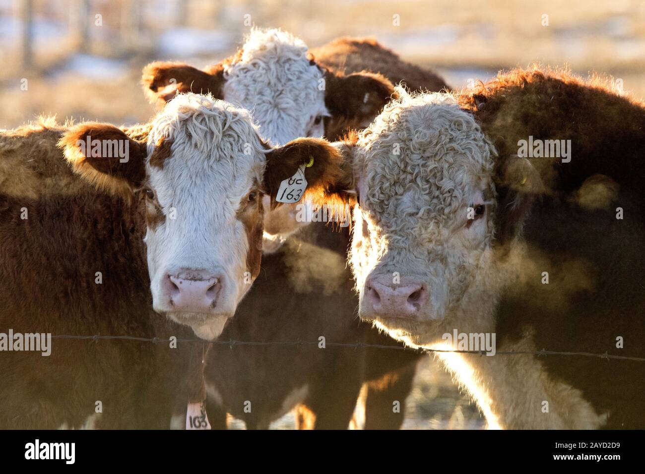 Midwest cattle hi-res stock photography and images - Alamy