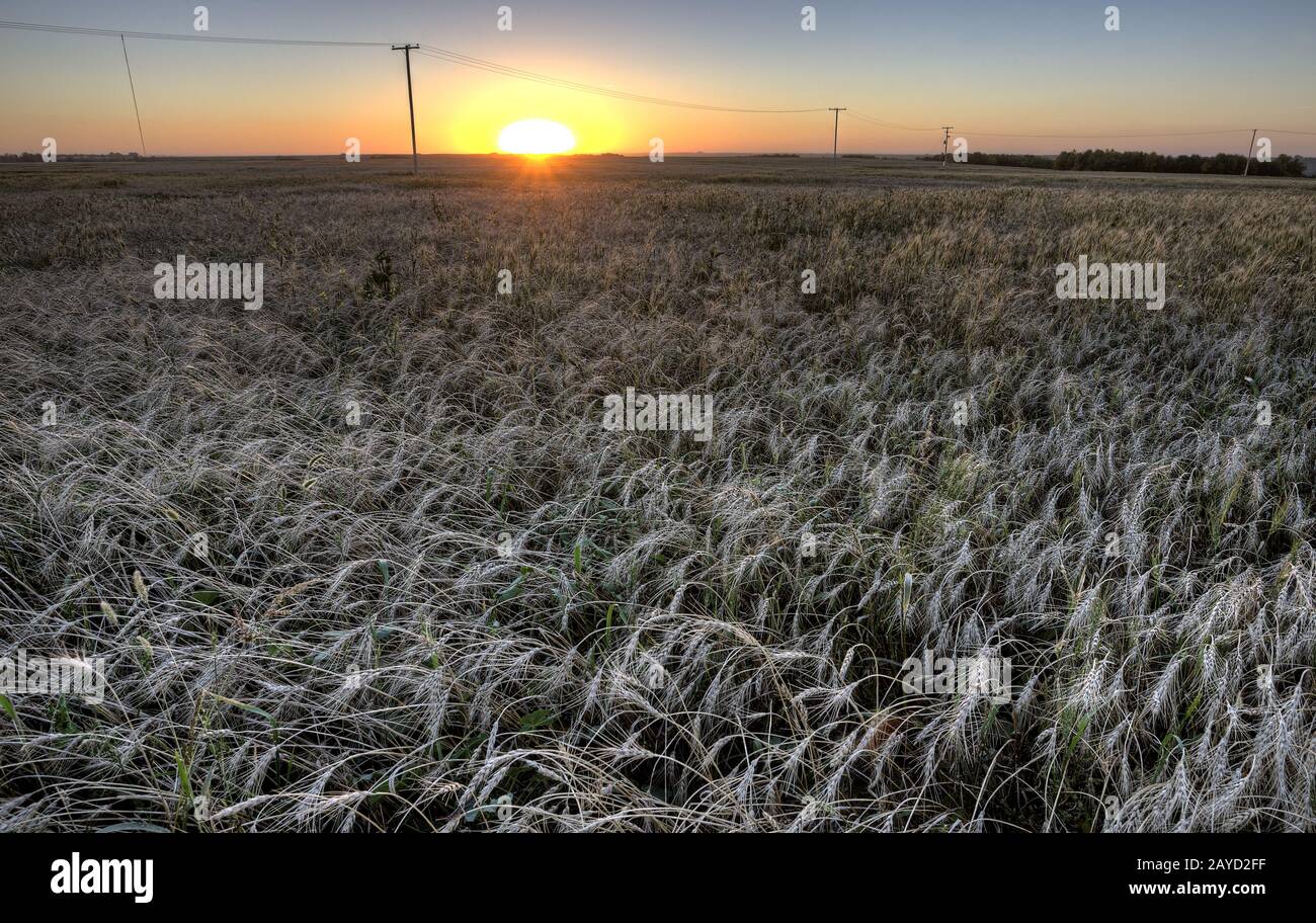 Wheat Field at Sunset Stock Photo - Alamy