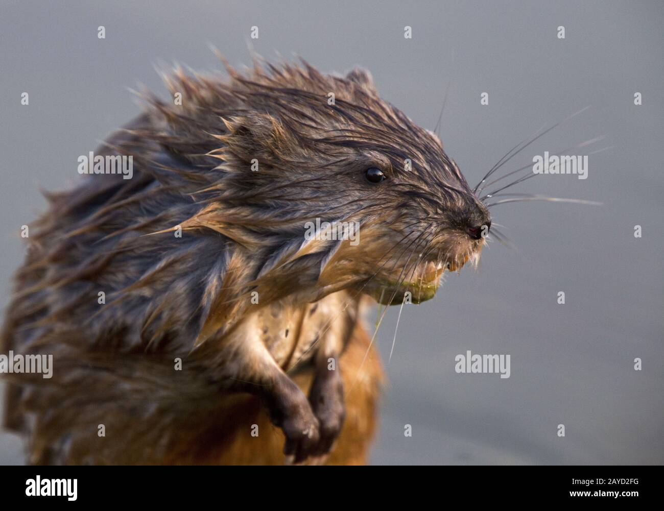 Close up Muskrat Stock Photo - Alamy