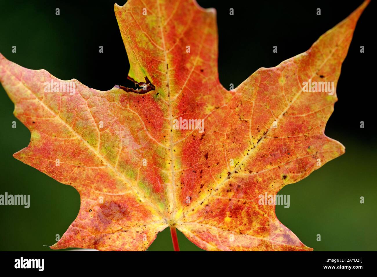 Autumn Leaves Sugar Maple Stock Photo - Alamy
