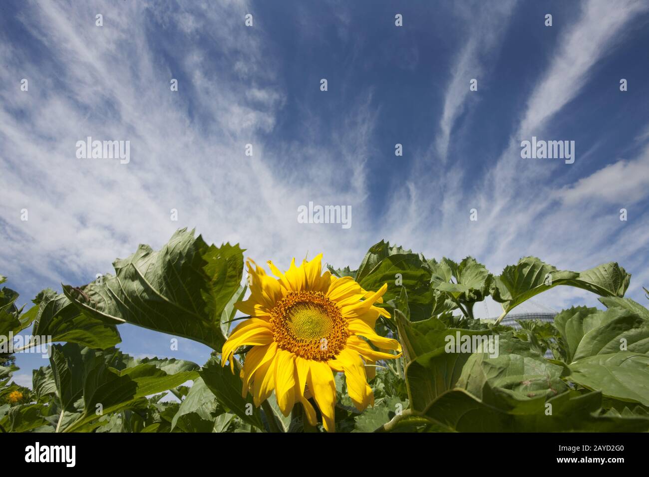 Sunflower Field Manitoba Stock Photo - Alamy