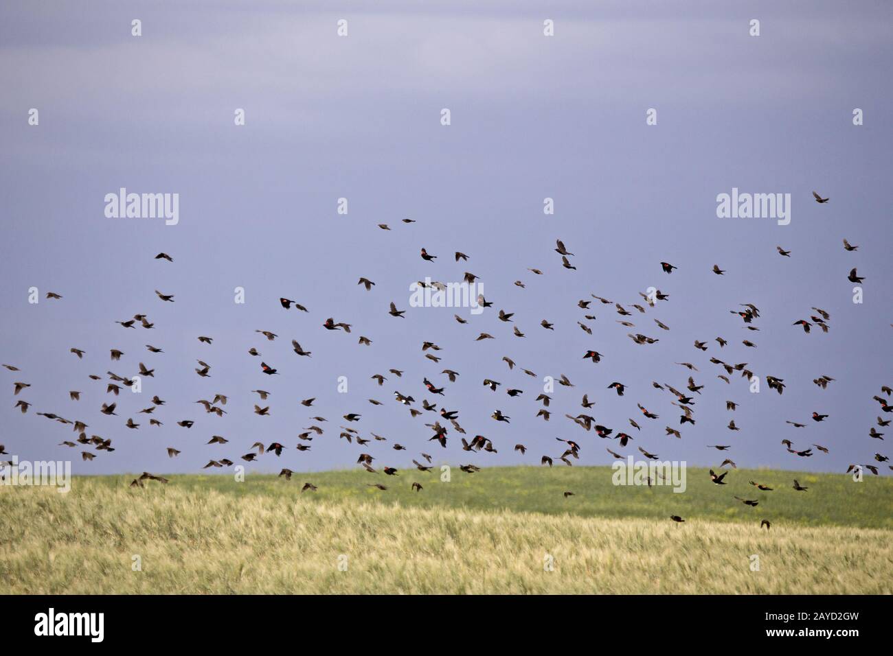 Flock birds in flight outdoor hi-res stock photography and images - Alamy