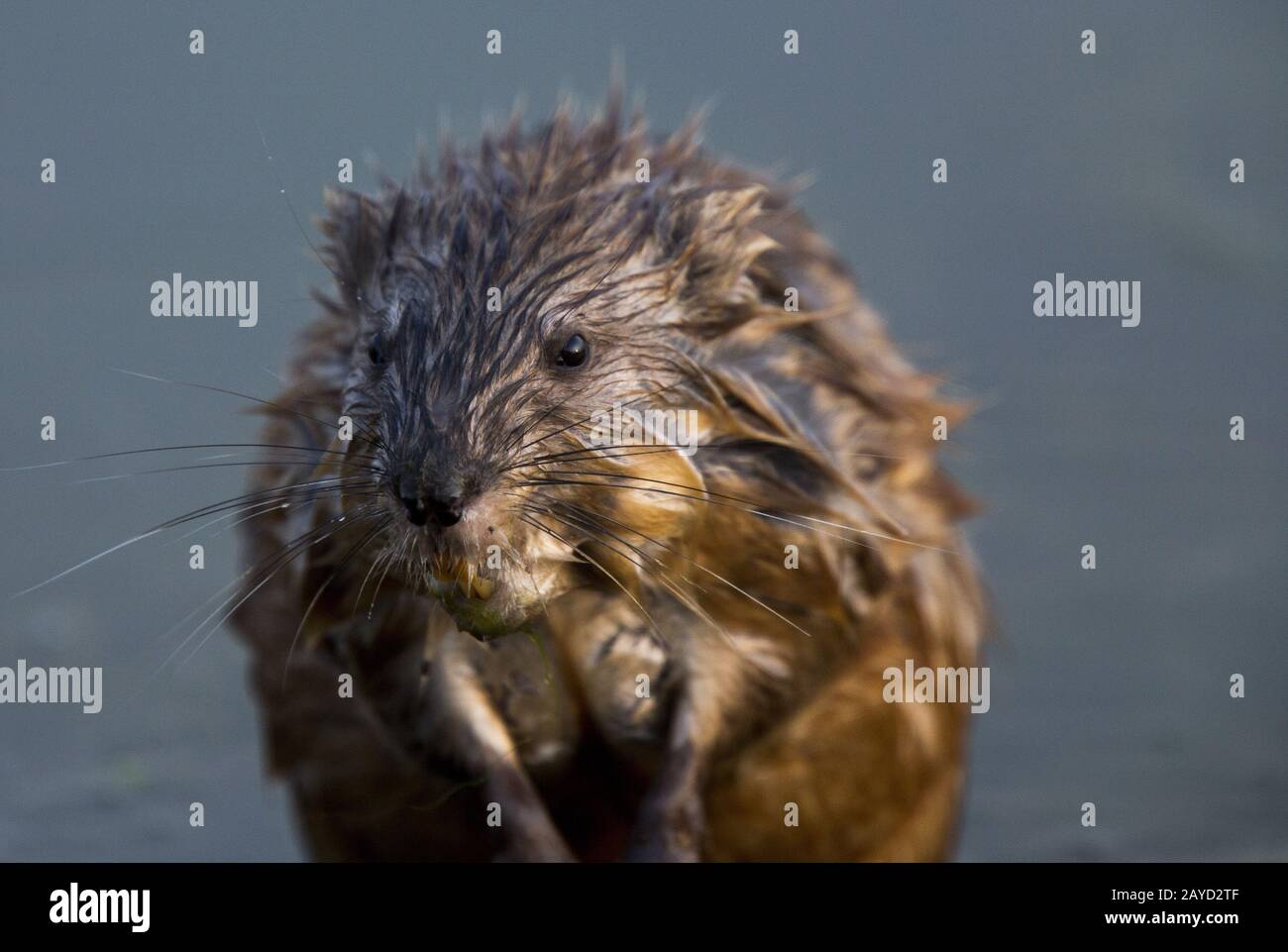 Close up Muskrat Stock Photo - Alamy