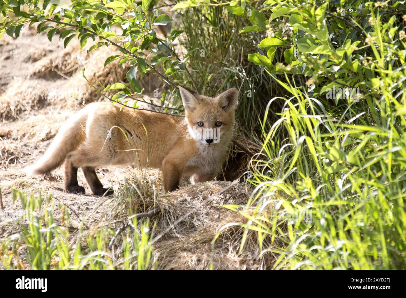 Kit fox hi-res stock photography and images - Alamy