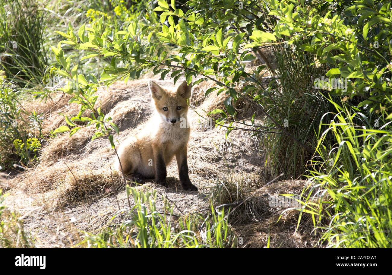 Kit fox hi-res stock photography and images - Alamy