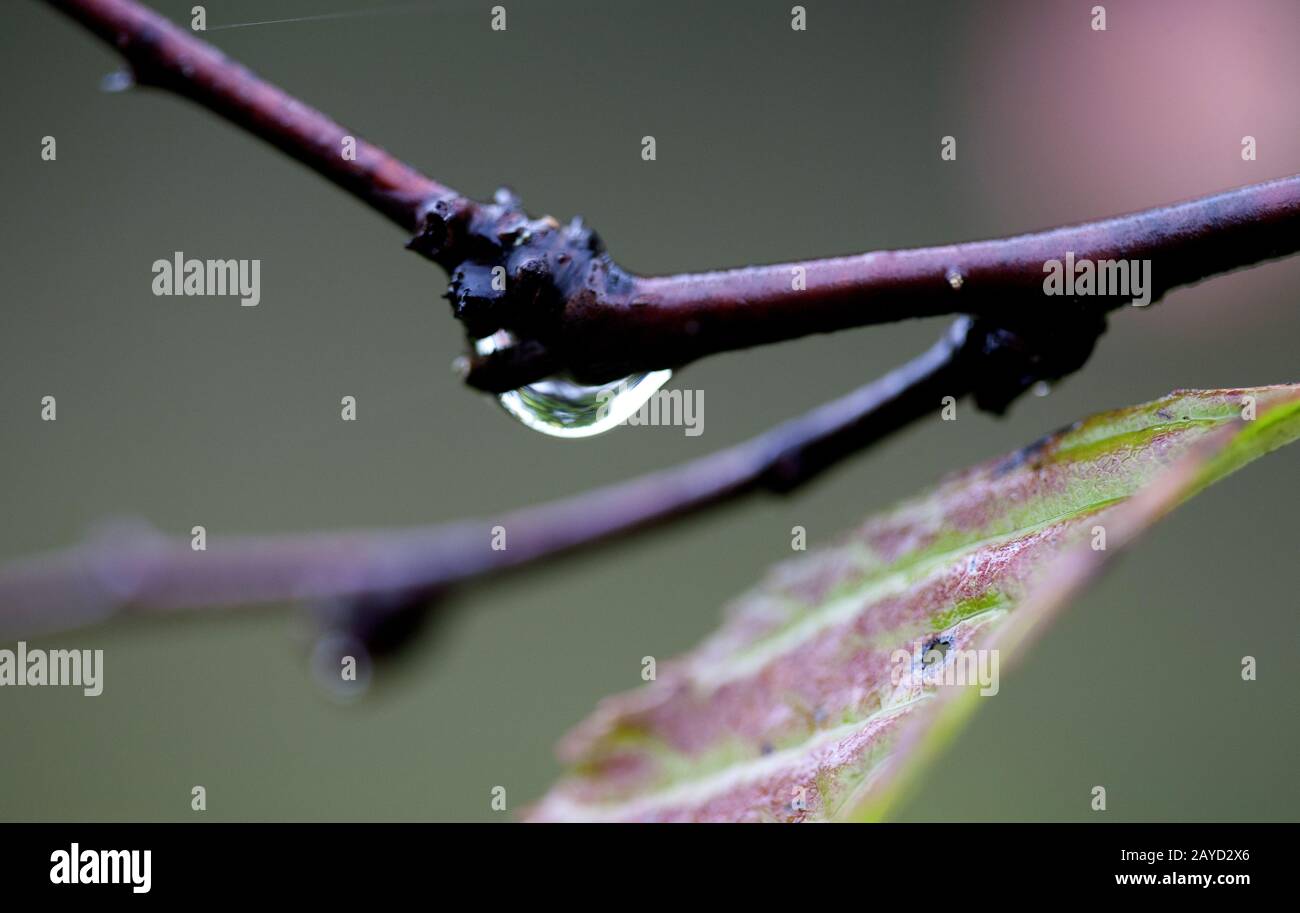 Water Drop on Plant Stock Photo - Alamy