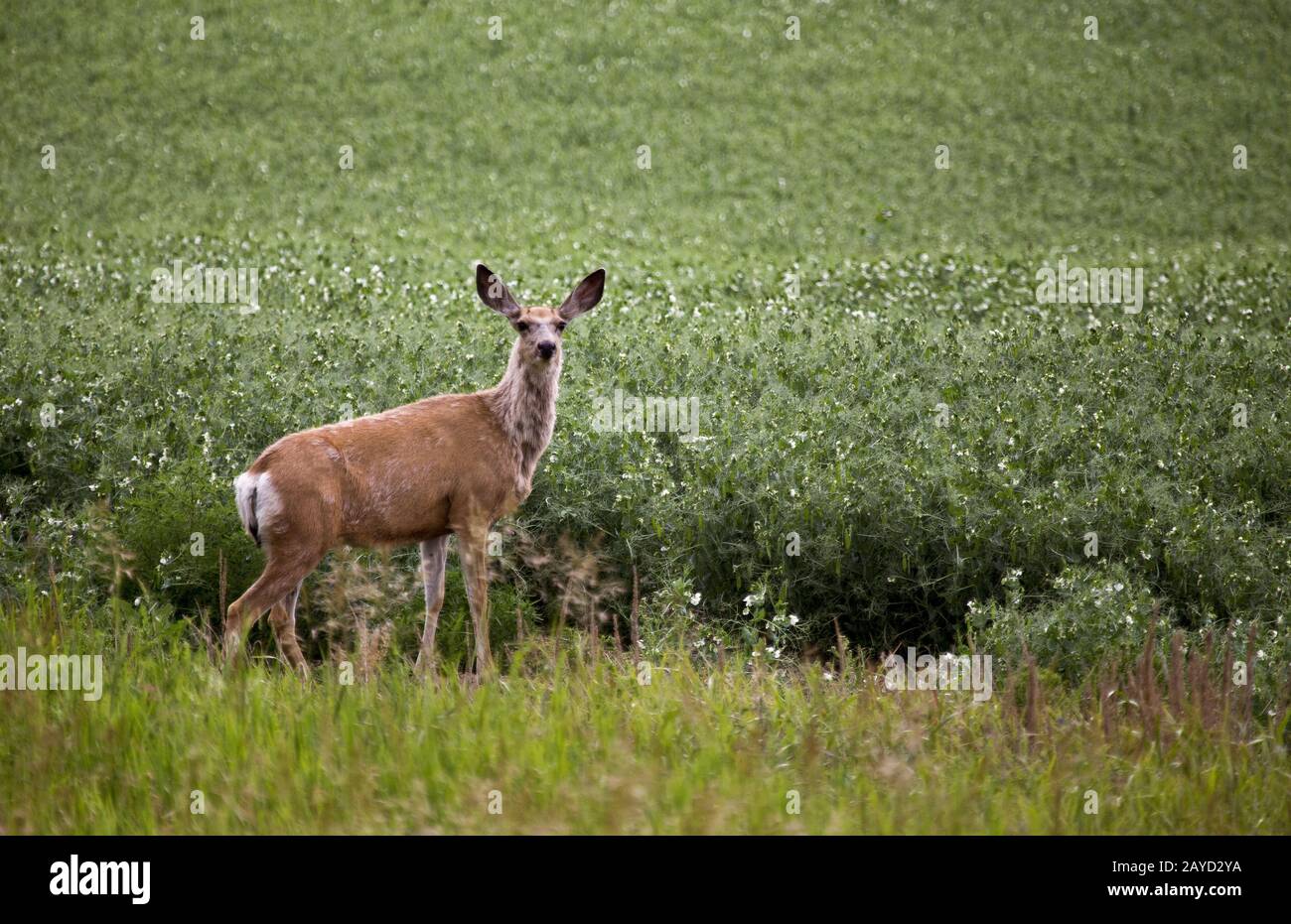 Deer in crop field hi-res stock photography and images - Alamy