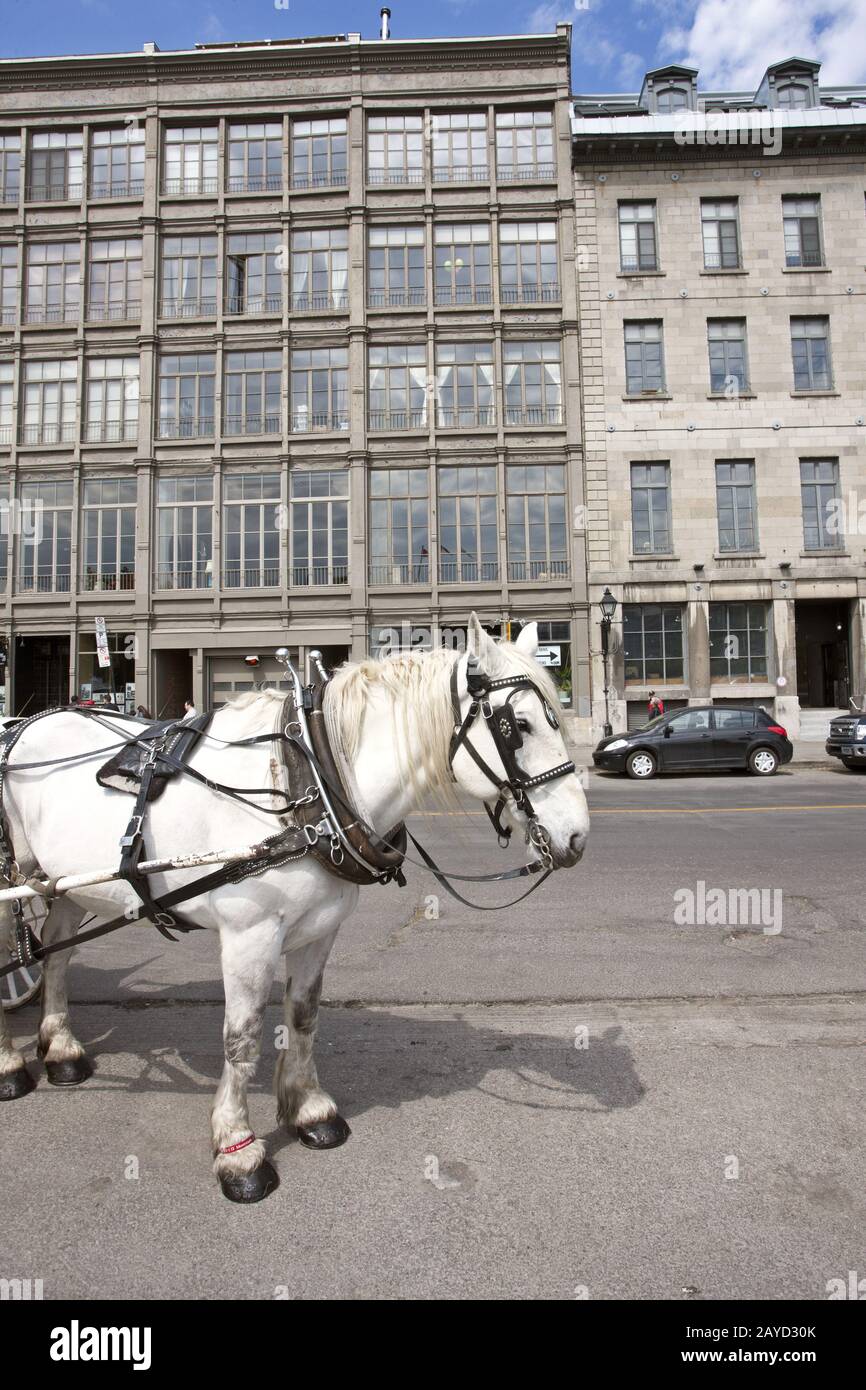 Horse cab hi-res stock photography and images - Alamy