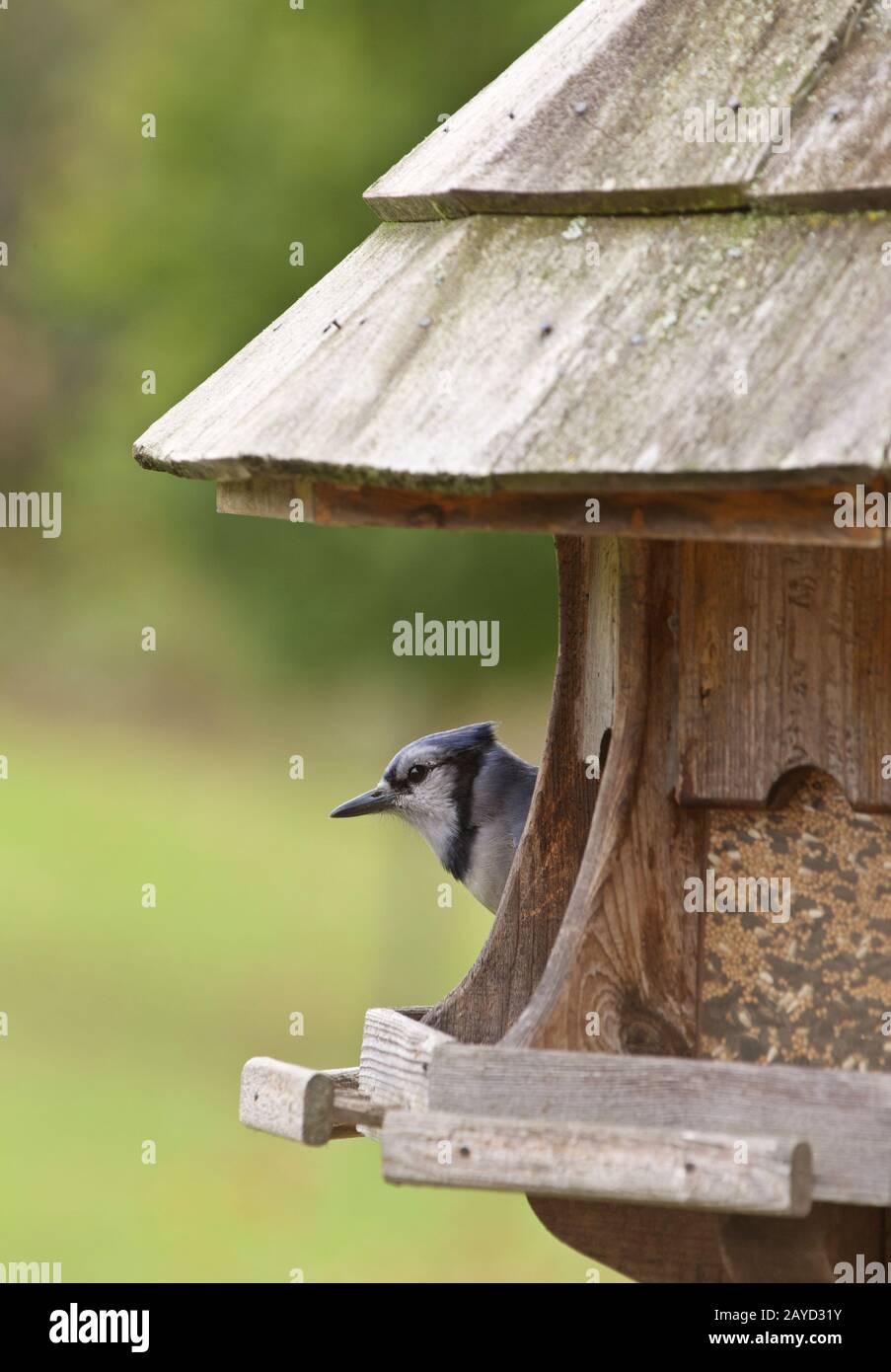 Blue Jay at feeder Stock Photo - Alamy