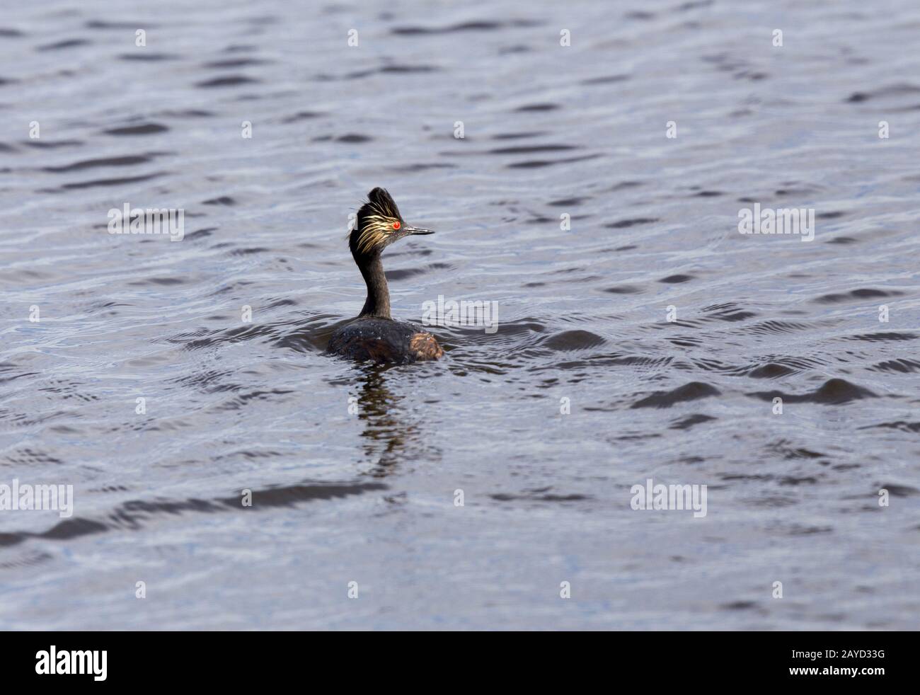 Eared grebe grebe hi-res stock photography and images - Alamy