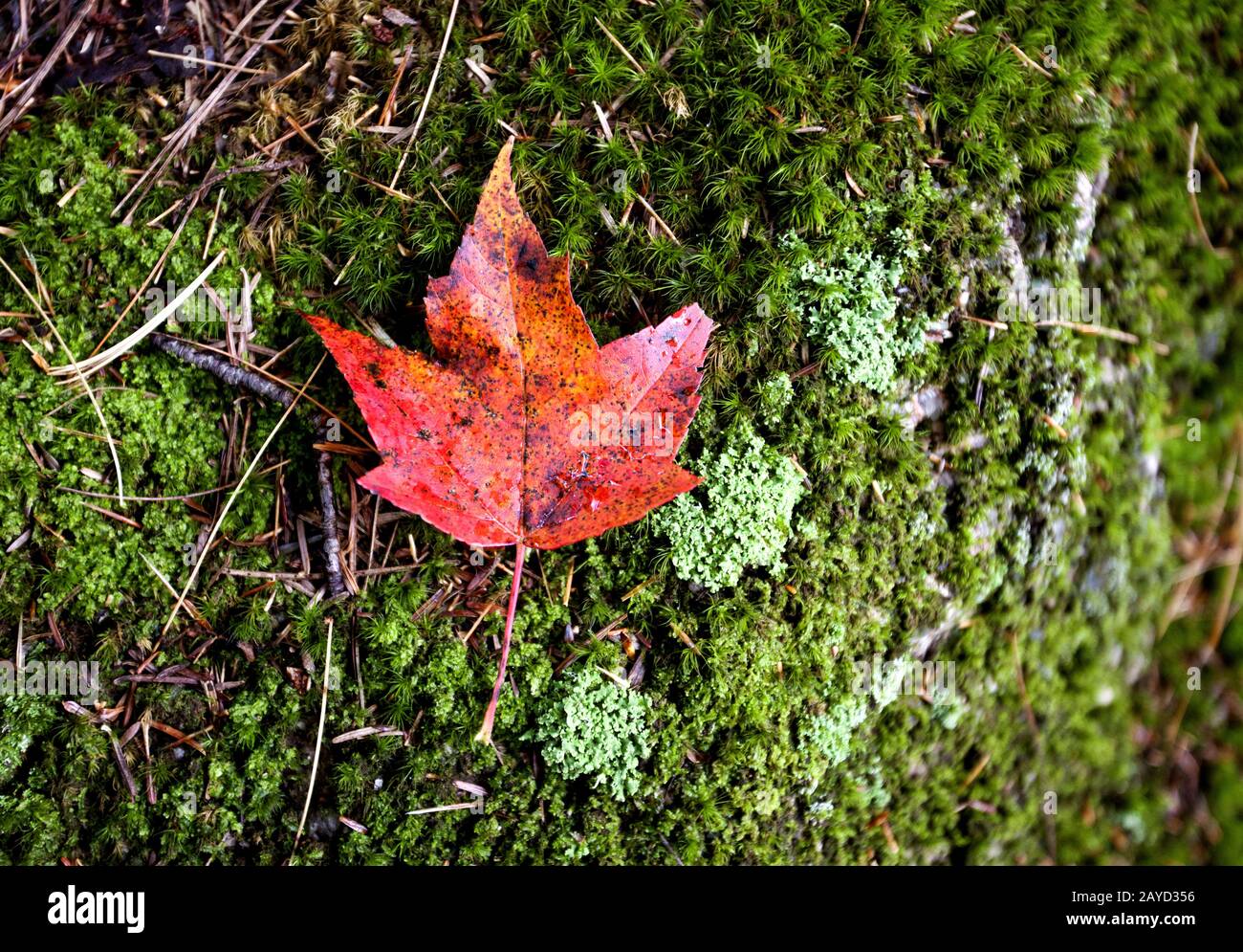Autumn Leaves Sugar Maple Stock Photo - Alamy