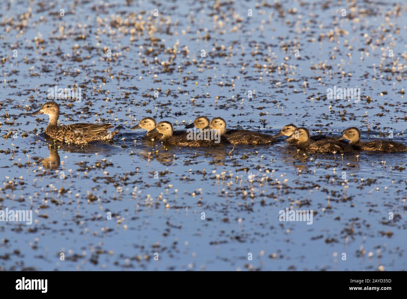 Mother Duck and Babies Stock Photo - Alamy