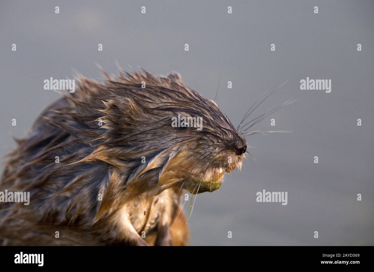 Muskrat up close hi-res stock photography and images - Alamy