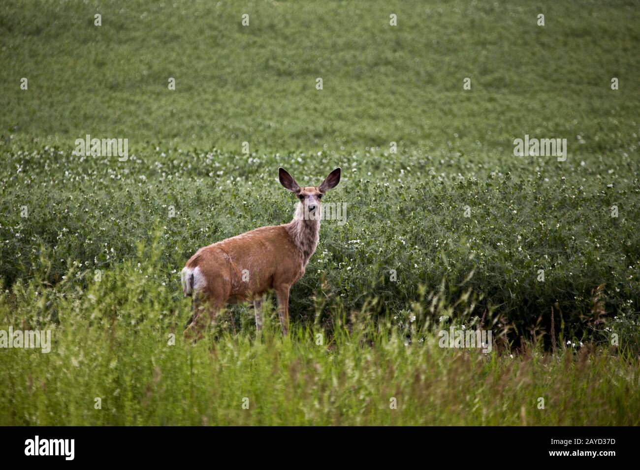 Pulse crop hi-res stock photography and images - Alamy