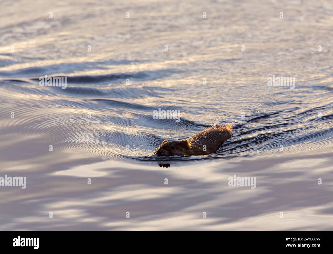 Muskrat swimming at sunset Stock Photo - Alamy