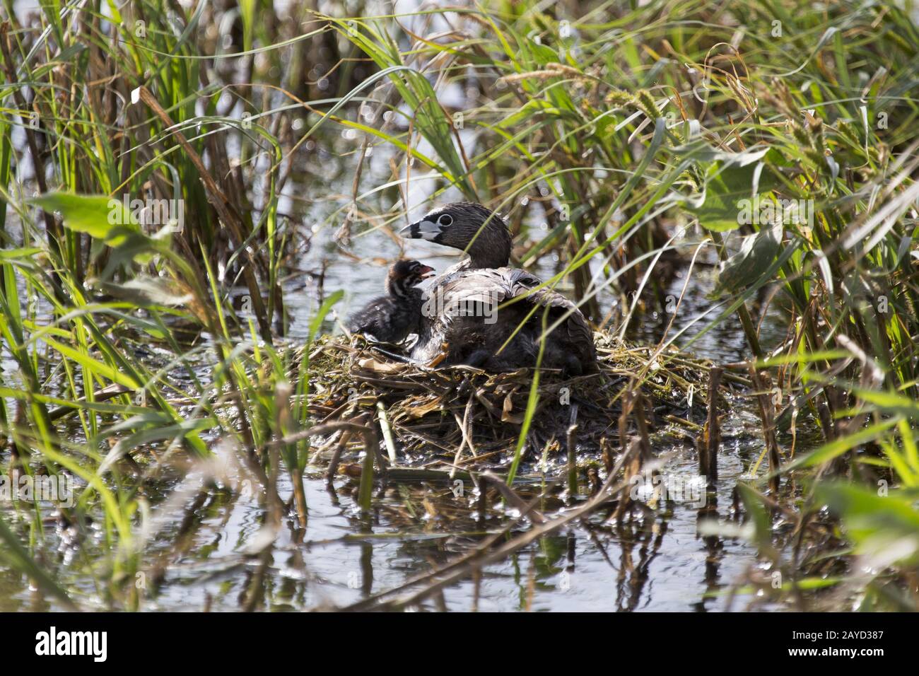 American coot nest hi-res stock photography and images - Alamy